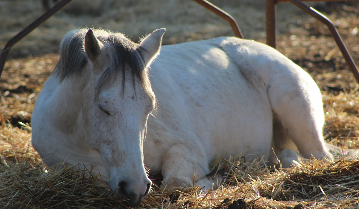 How Horses Sleep - A Detailed Look at When, How & How Long - Helpful ...