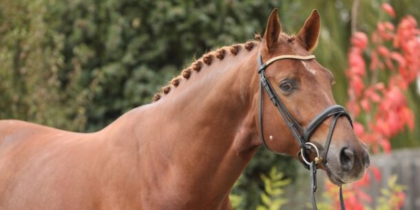 9 Fascinating Dutch Warmblood Facts - Helpful Horse Hints
