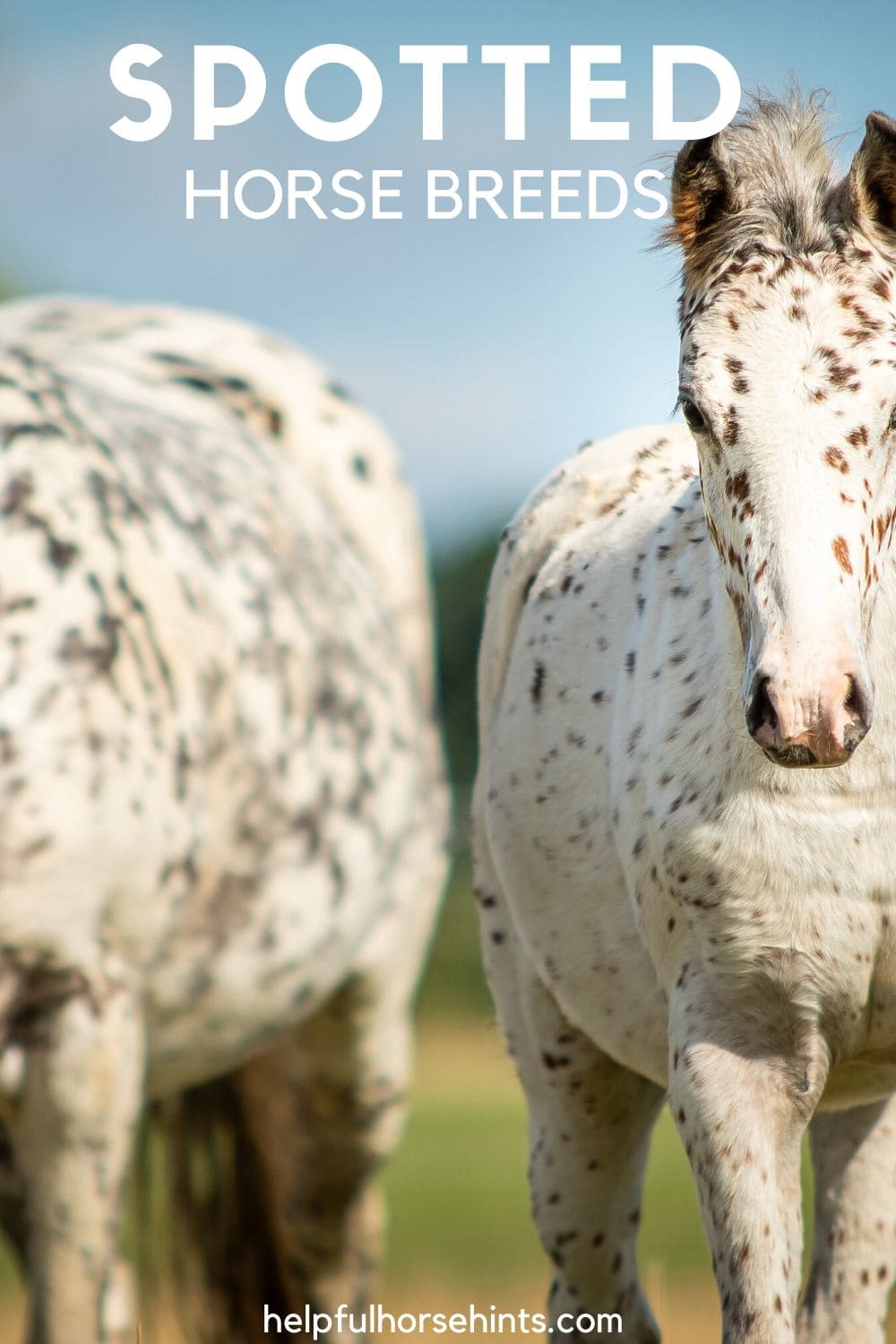 9 Spotted Horse Breeds You'll Love! - Helpful Horse Hints