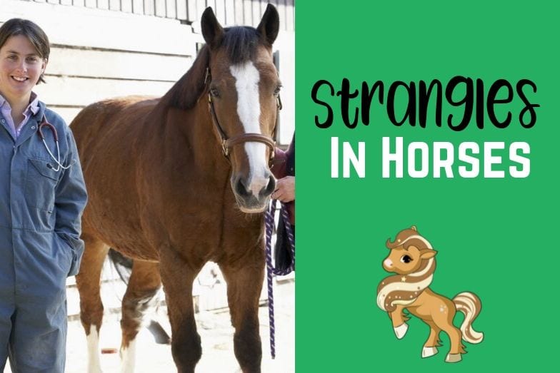 Strangles in Horses - Overview, Complications, Treatment & Aftercare ...