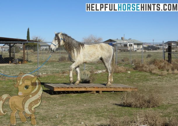Plans For Building A Horse Bridge - Helpful Horse Hints