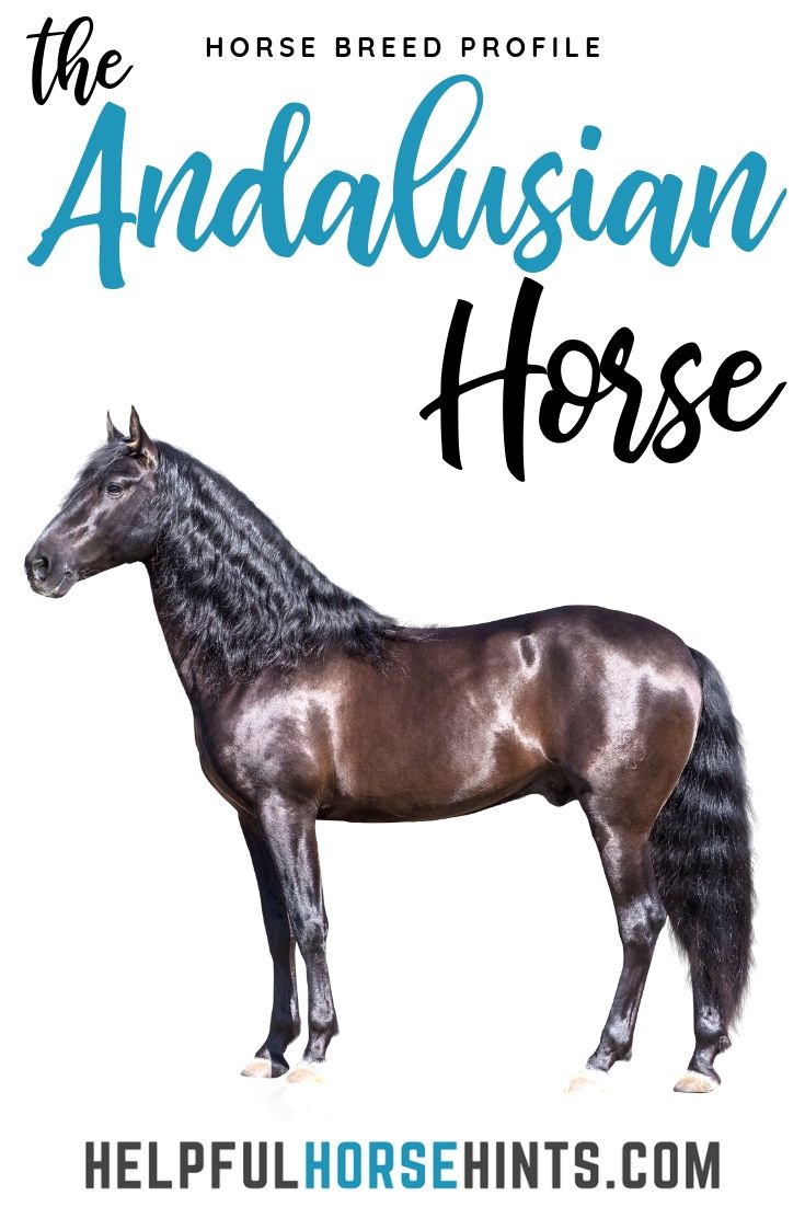 Andalusian Horse - Origins, Impact, and Crosses (w Pictures) - Helpful ...