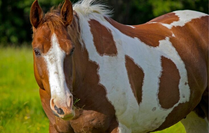 North American Spotted Draft Horse - Origin, Types, and Cost - Helpful ...