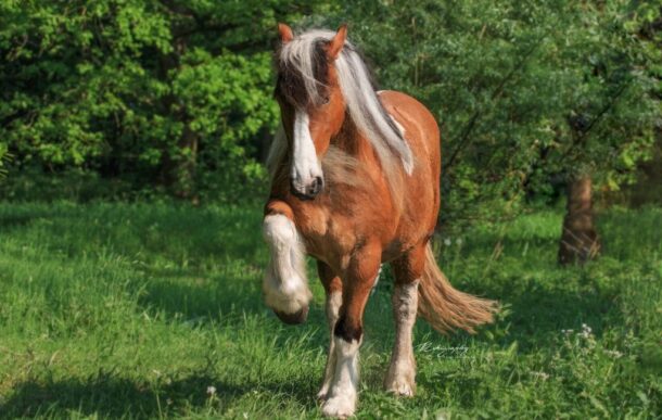 North American Spotted Draft Horse - Origin, Types, and Cost - Helpful ...
