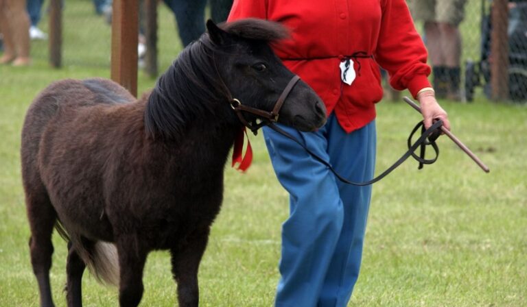 How Much Do Miniature Horses Cost - Helpful Horse Hints