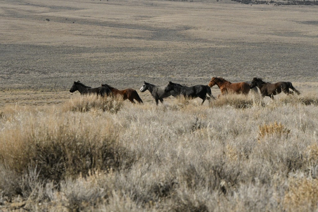 Triple B Mustang HMA - Helpful Horse Hints