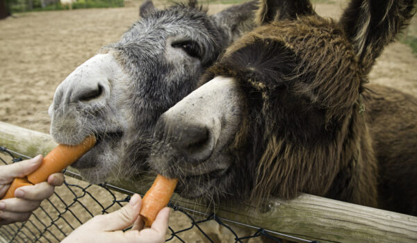 17 Healthy Fruit & Vegetable Treats for Donkeys - Helpful Horse Hints