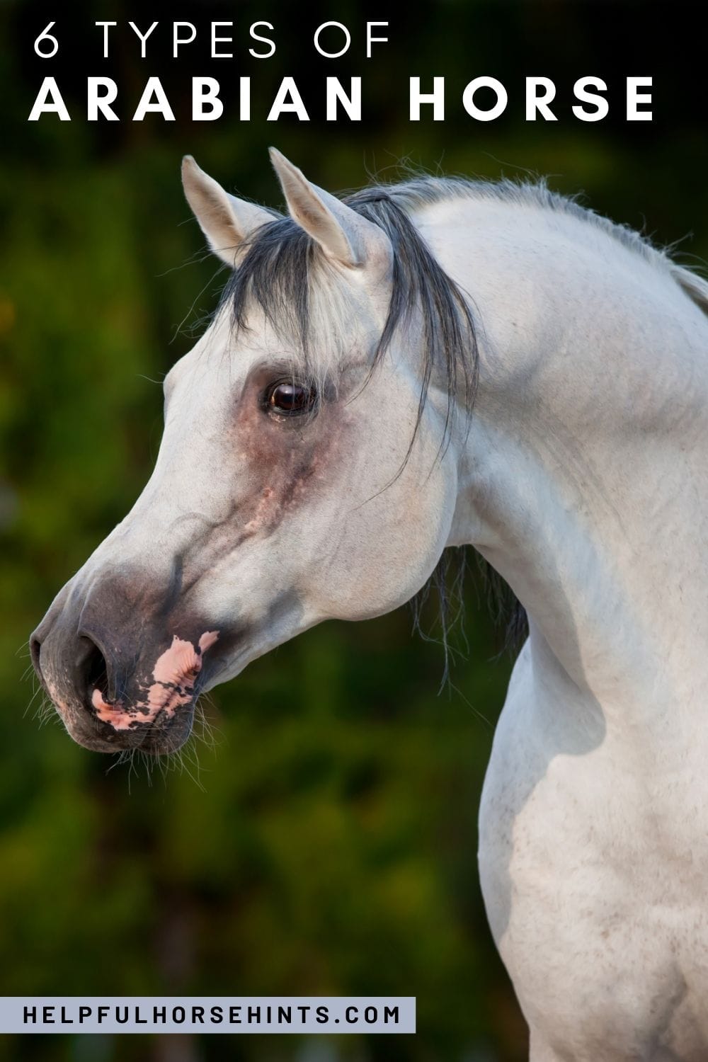 6 Main Types of Purebred Arabian Horses - Helpful Horse Hints