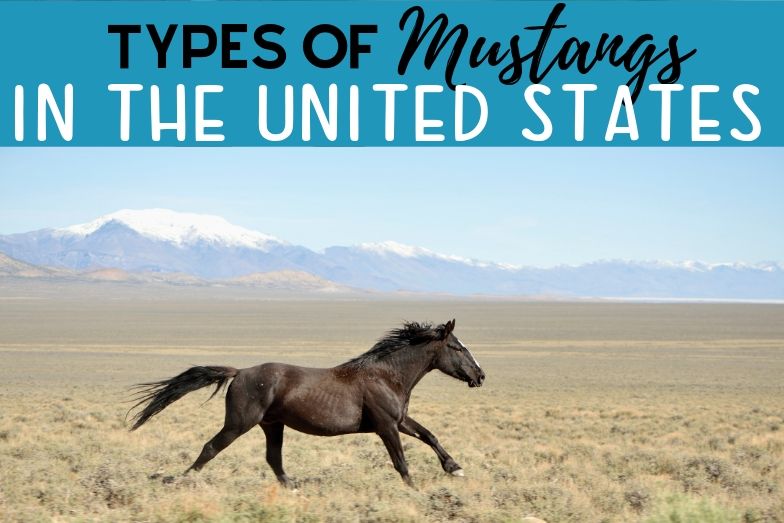 Types of Wild Mustang Horses in the United States - Helpful Horse Hints
