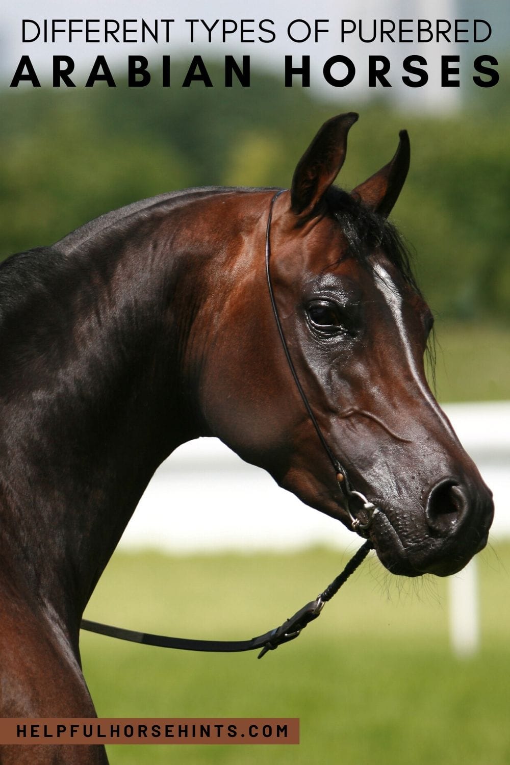 6 Main Types of Purebred Arabian Horses - Helpful Horse Hints