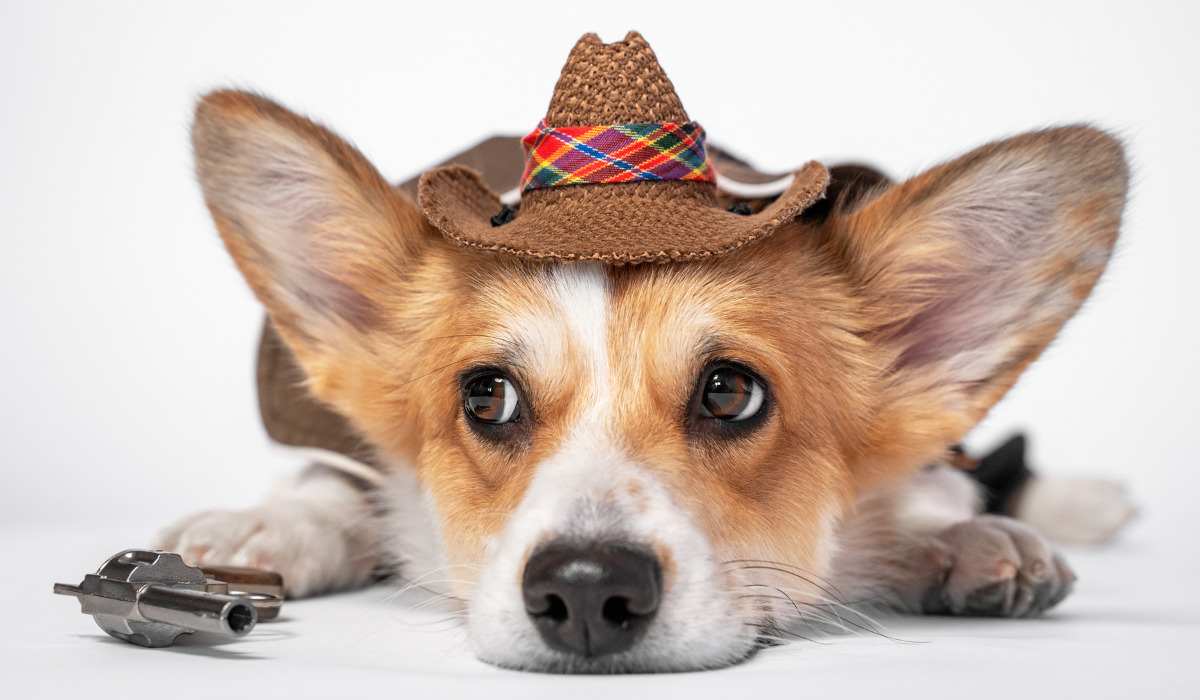 Cowboy Corgi Breed Guide - Helpful Horse Hints