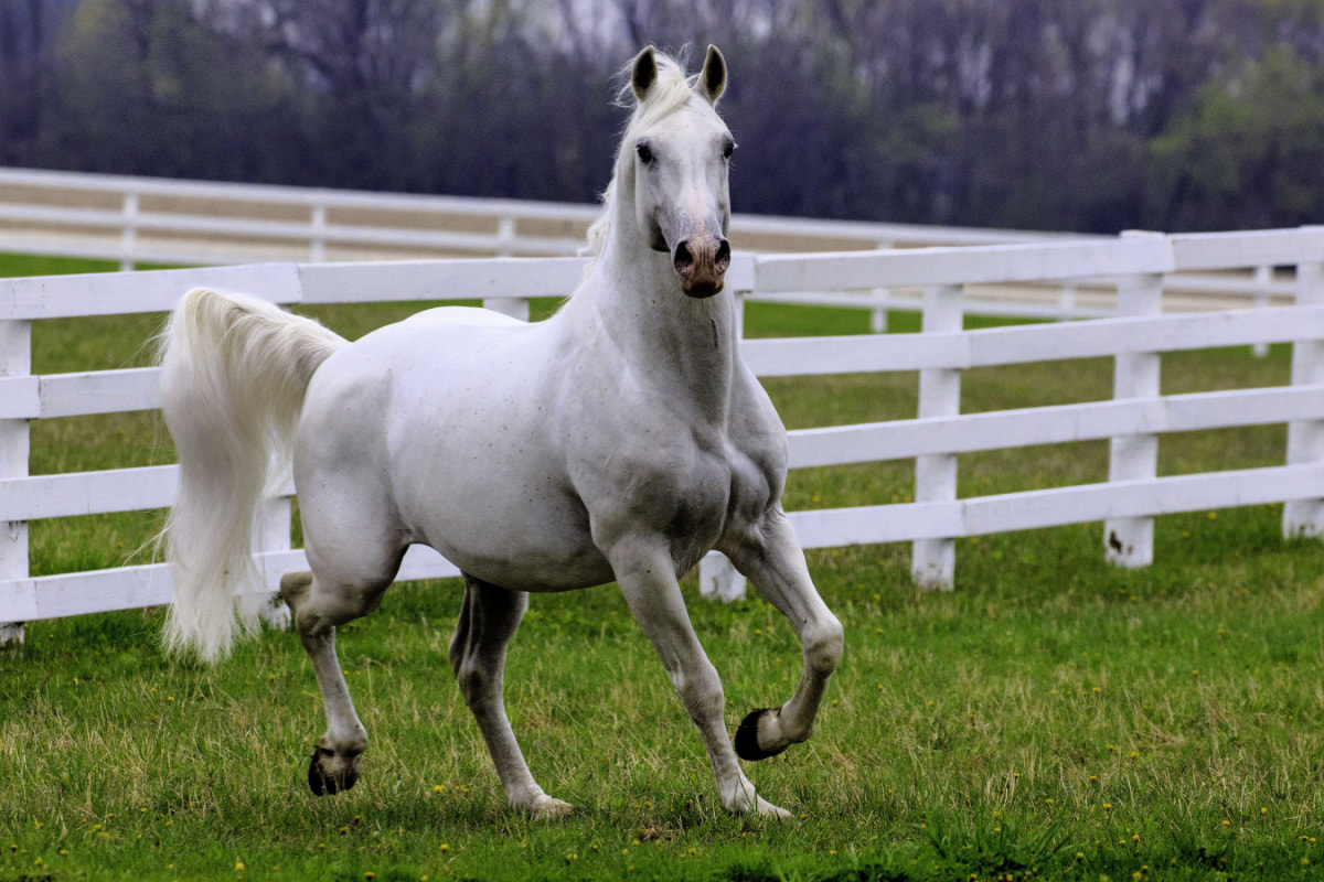 15 Interesting Lipizzan Horse Facts - Helpful Horse Hints