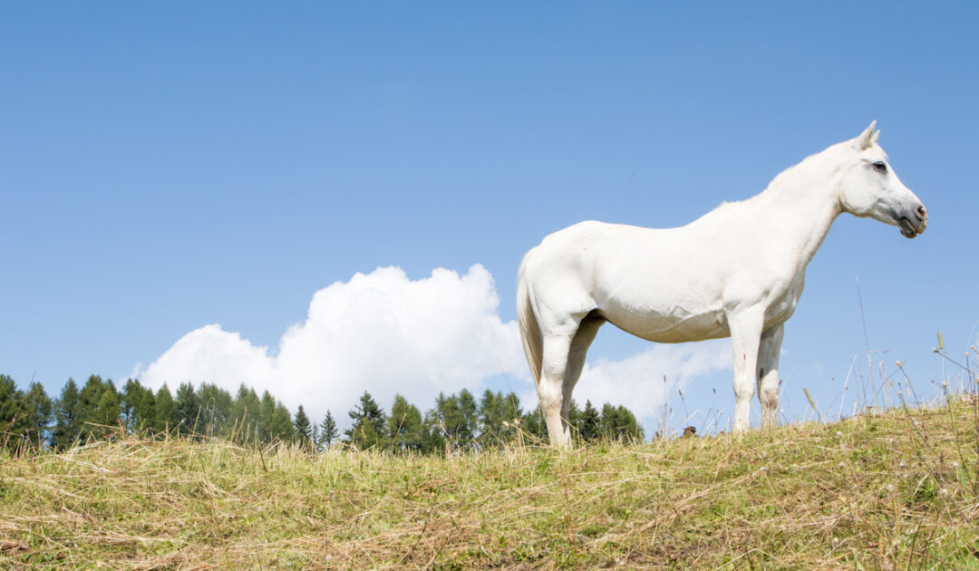 Creative Horse Photography - 7 Steps for Taking Better Pictures ...
