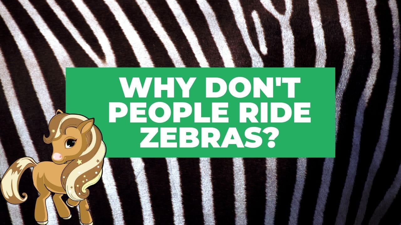 Why Don't People Ride Zebras? - Helpful Horse Hints