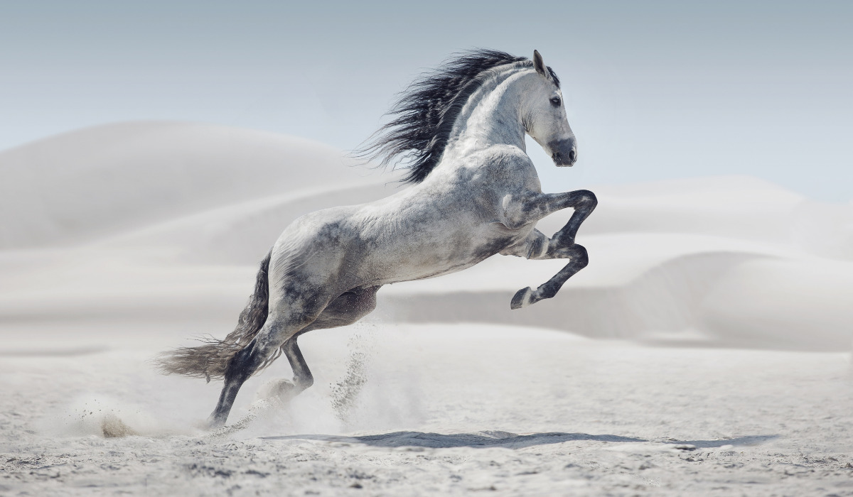 9 Rare Horse Colors - Helpful Horse Hints