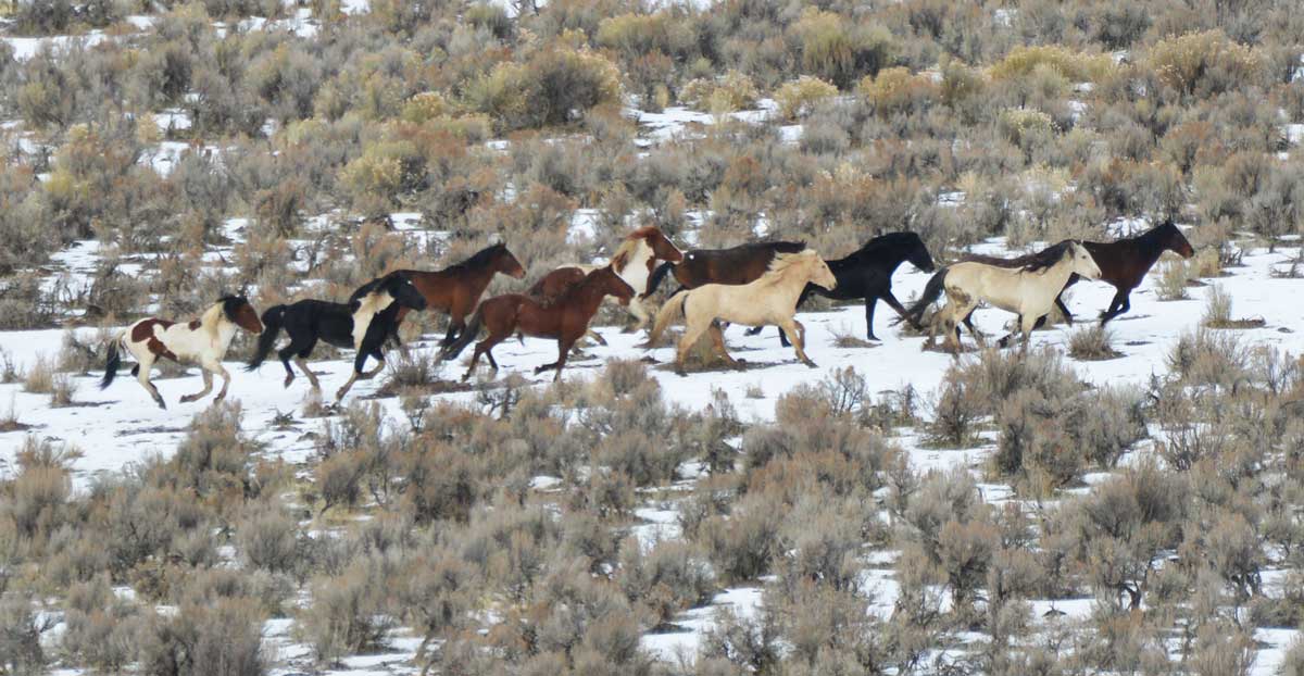 Owyhee & Little Owyhee Mustang HMAs - Helpful Horse Hints