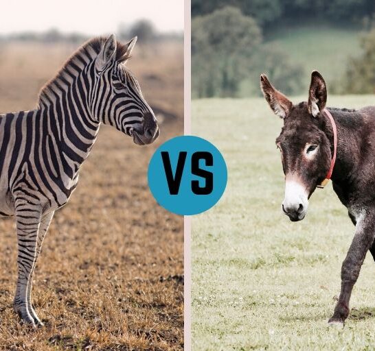 Horse Breeds Archives - Page 7 of 19 - Helpful Horse Hints