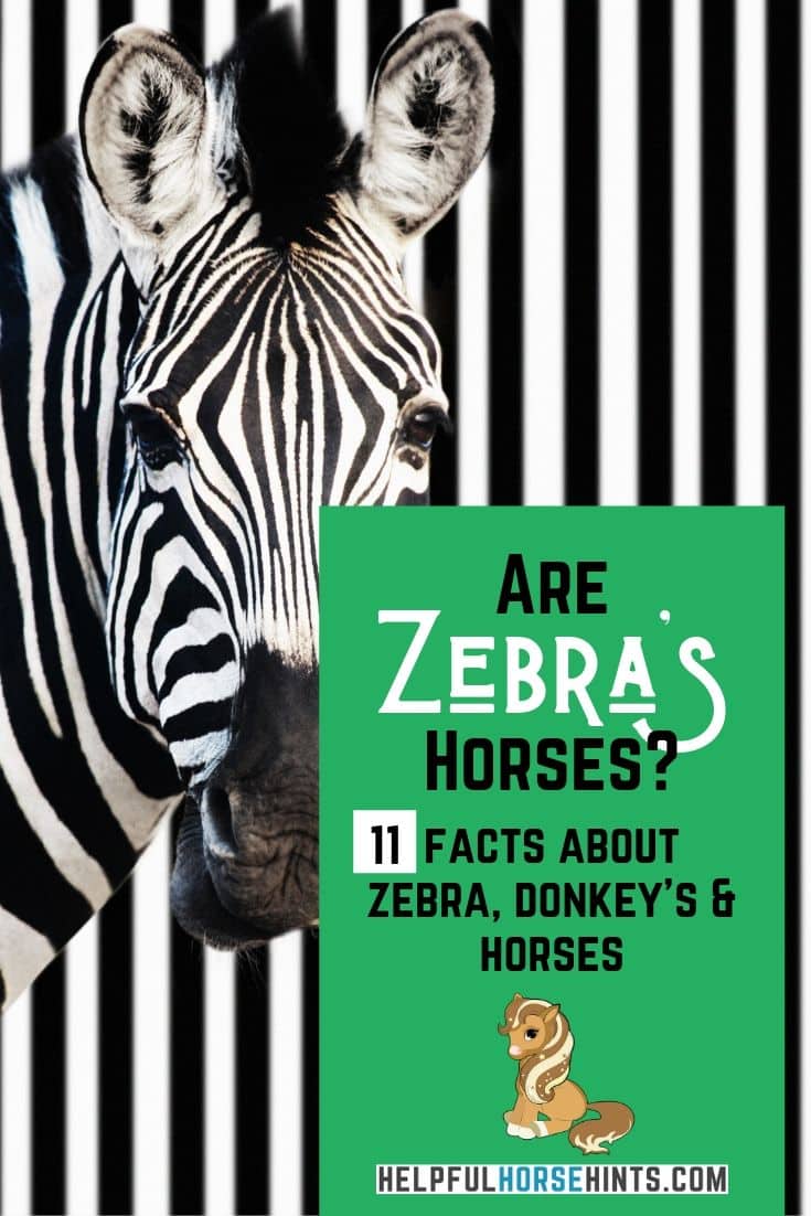 Are Zebras Horses? 11 Facts About Zebras and Horses - Helpful Horse Hints